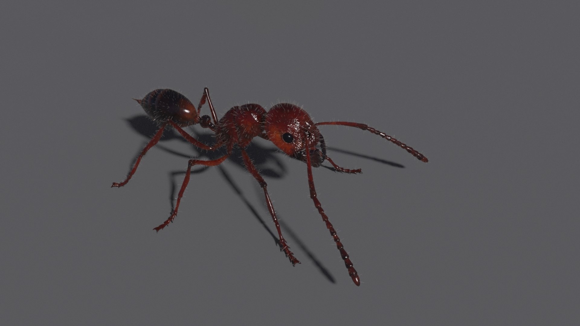 Ant Rig 3D Model - TurboSquid 1368279