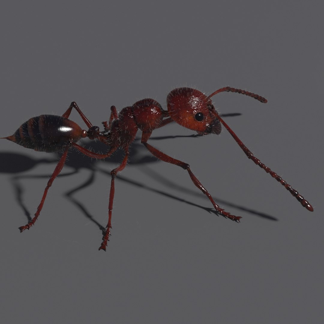 Ant Rig 3D Model - TurboSquid 1368279