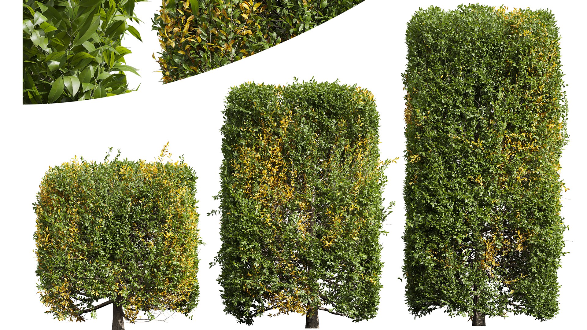 New Plant Ligustrum Quihoui Privet Pruned Box Model - TurboSquid 2204718