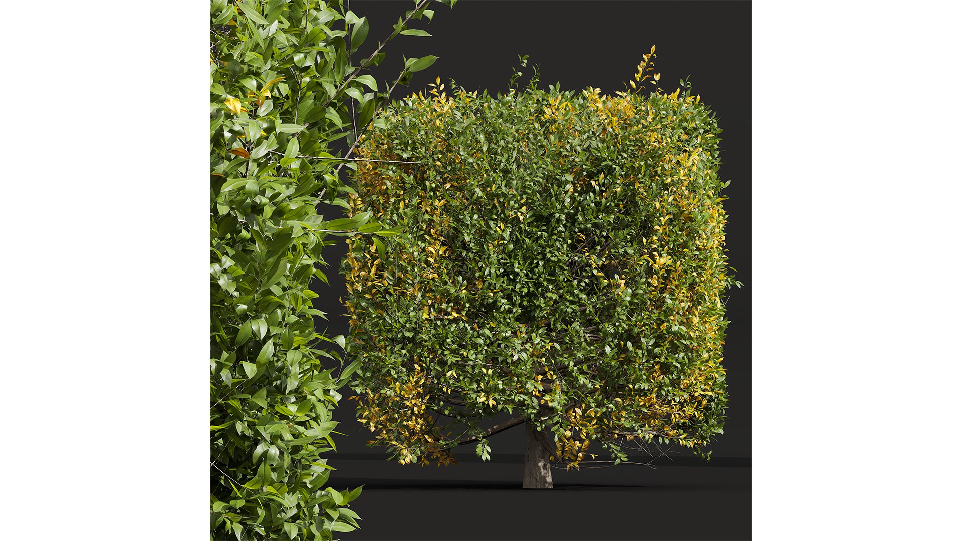 New Plant Ligustrum Quihoui Privet Pruned Box Model - TurboSquid 2204718