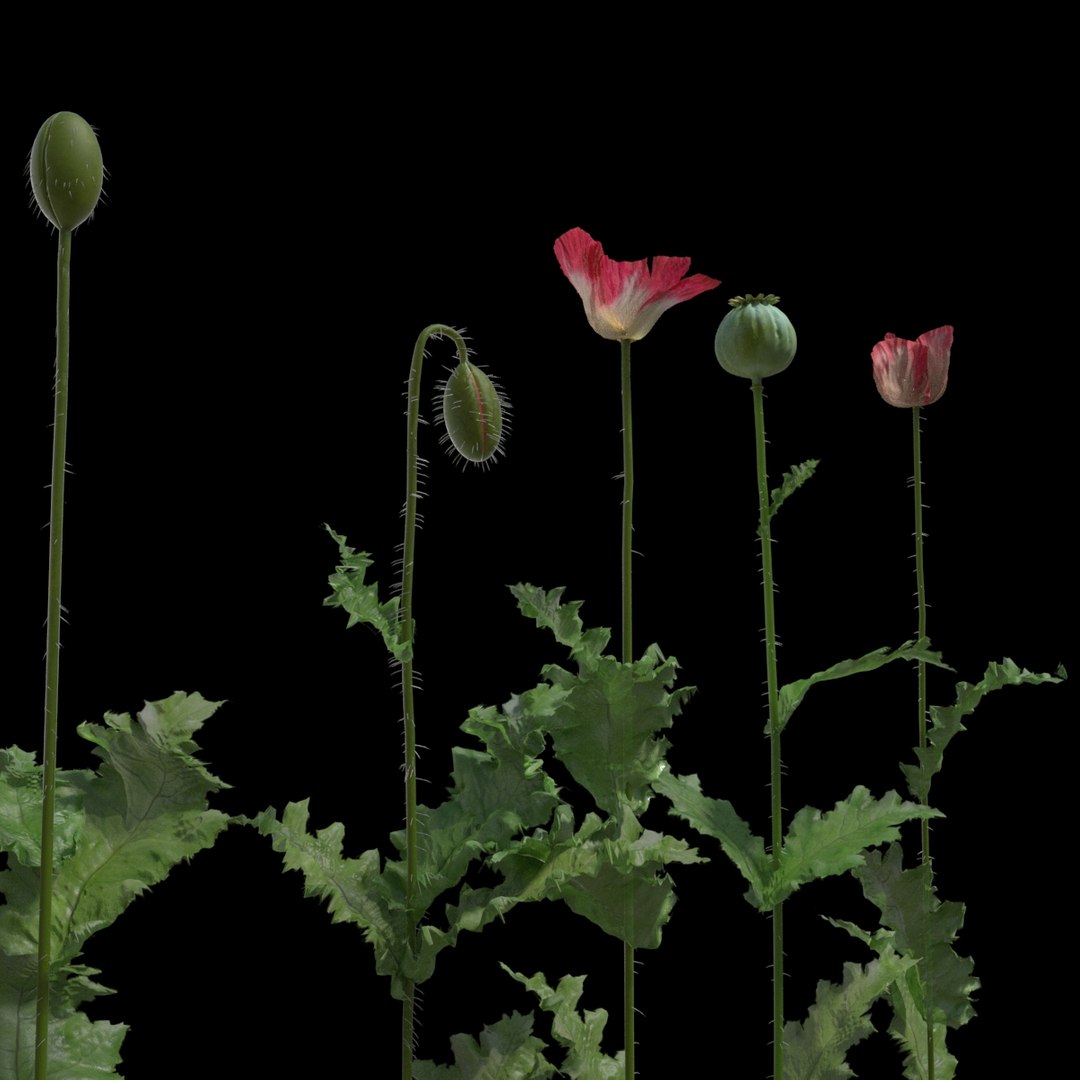 3D Leafs Petals - TurboSquid 1549462