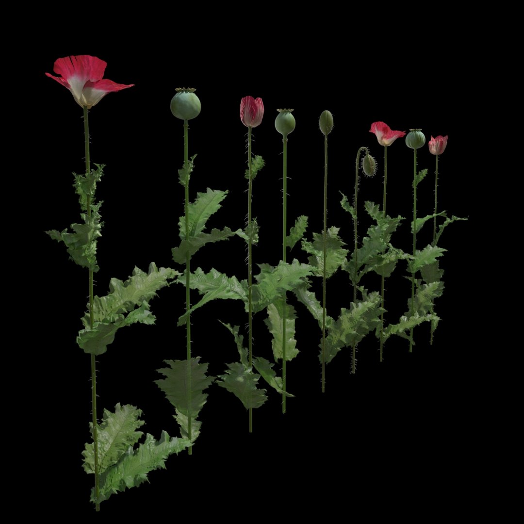 3D Leafs Petals - TurboSquid 1549462