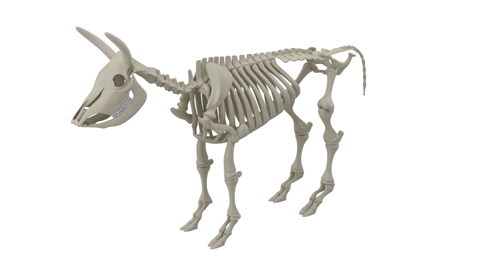 Cow Model - TurboSquid 1161139