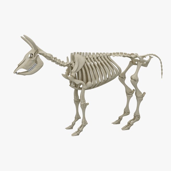 Cow model - TurboSquid 1161139
