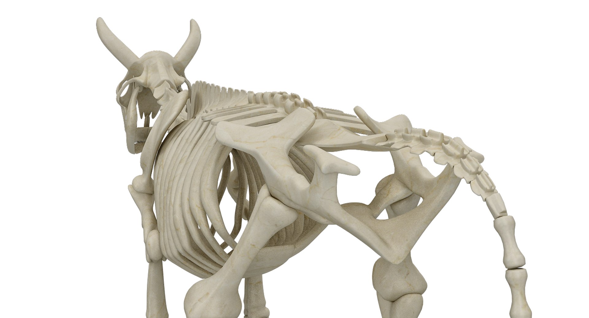 Cow Model - TurboSquid 1161139