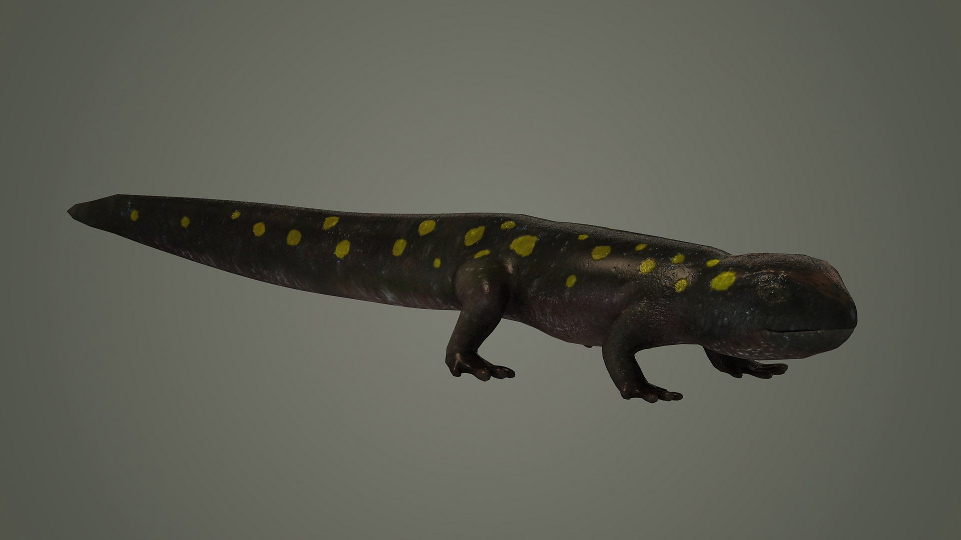 3D Model Salamander Reptile Lizard Animals Nature Iguana Newt ...