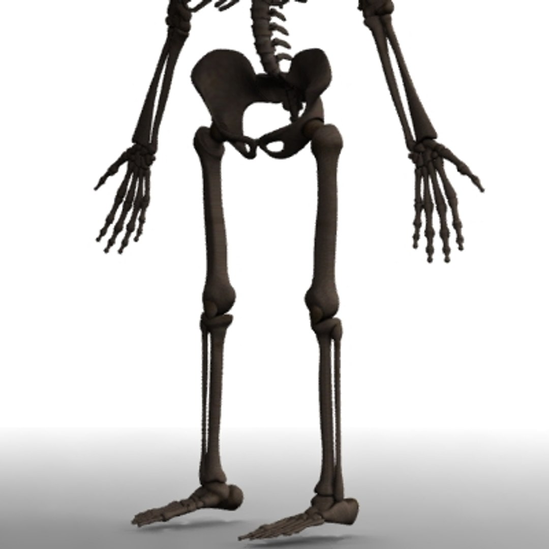 3d Australopithecus Afarensis Model