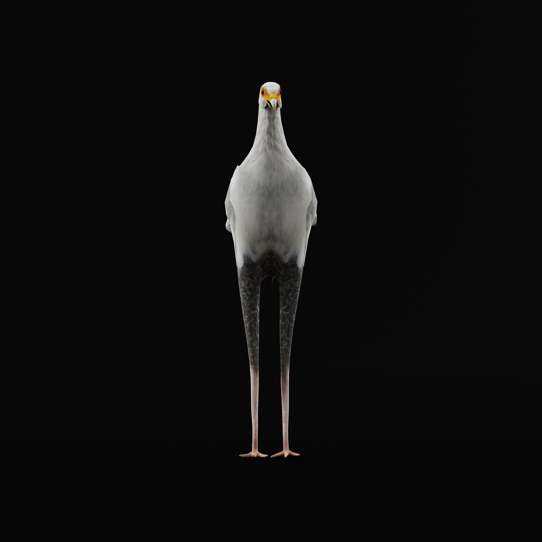 Secretary Bird 3D Model - TurboSquid 2304971