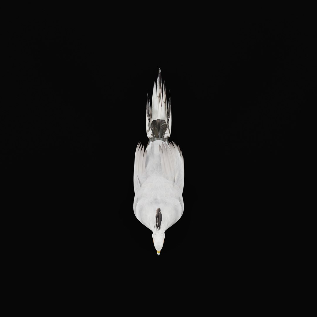 Secretary Bird 3D Model - TurboSquid 2304971