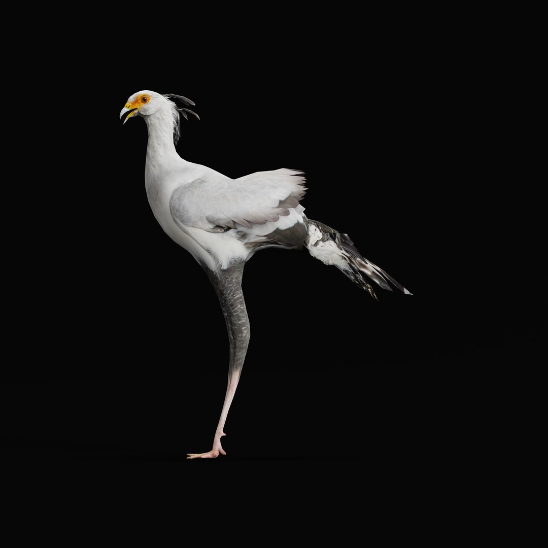 Secretary Bird 3D Model - TurboSquid 2304971