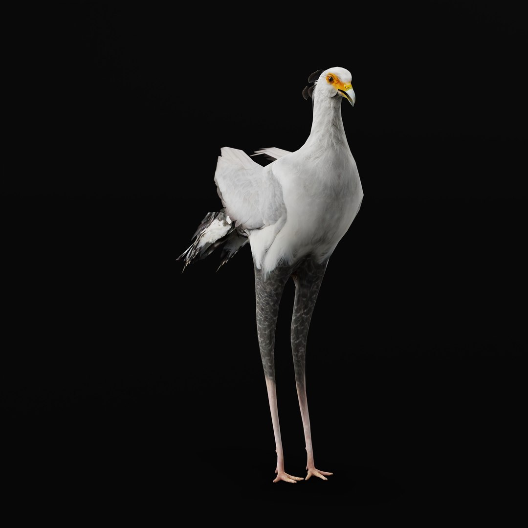 Secretary Bird 3D Model - TurboSquid 2304971