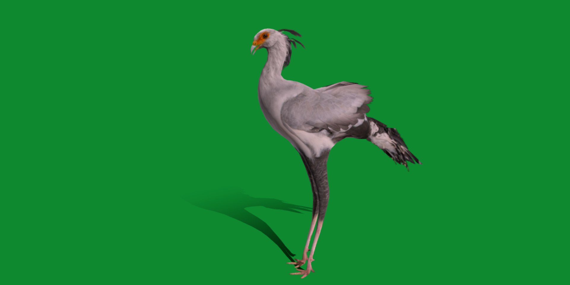 Secretary Bird 3D Model - TurboSquid 2304971