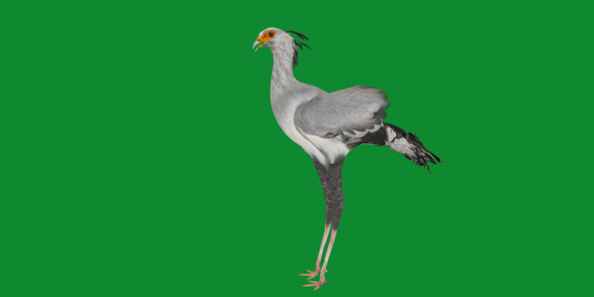 Secretary Bird 3D Model - TurboSquid 2304971