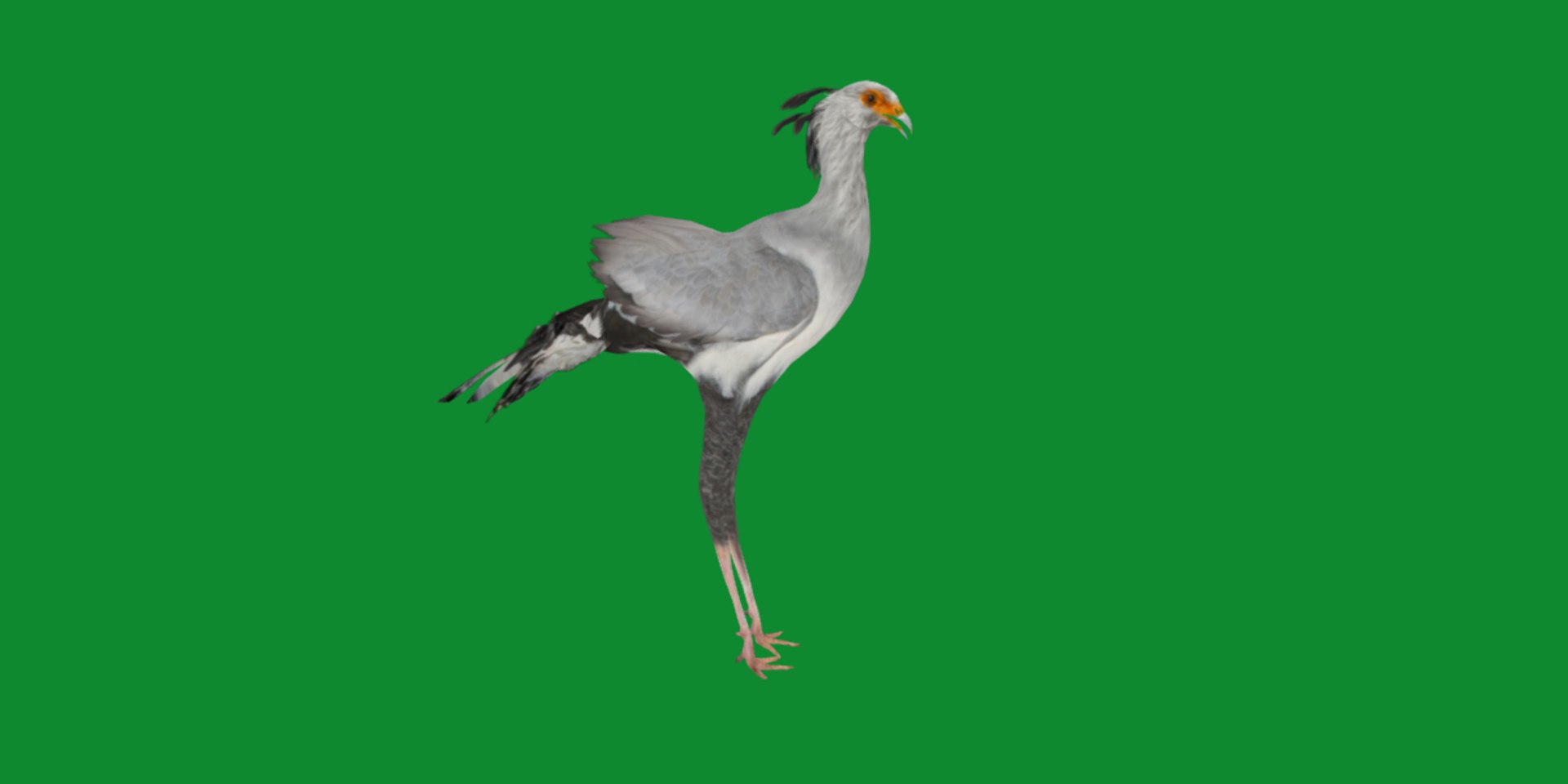 Secretary Bird 3D Model - TurboSquid 2304971