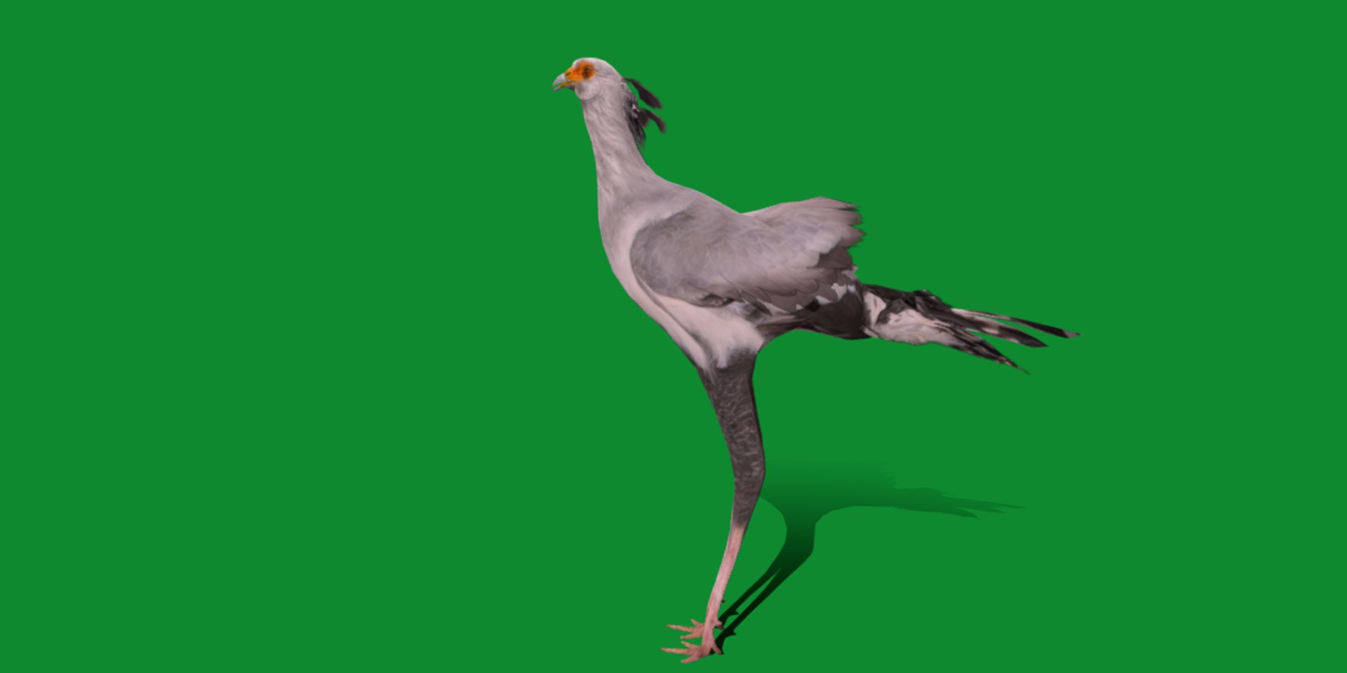 Secretary Bird 3D Model - TurboSquid 2304971