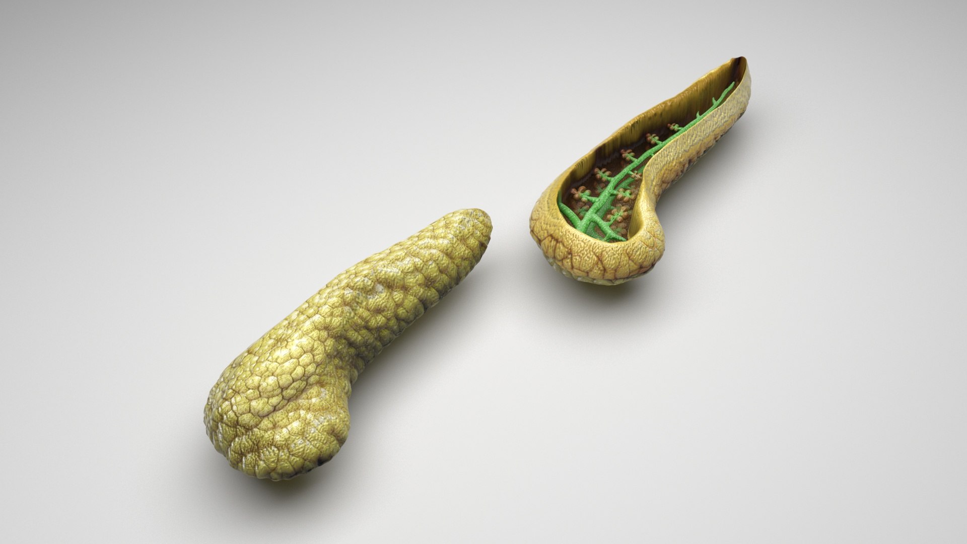 modelo 3d Pancreas With Pancreas Section - TurboSquid 1934919