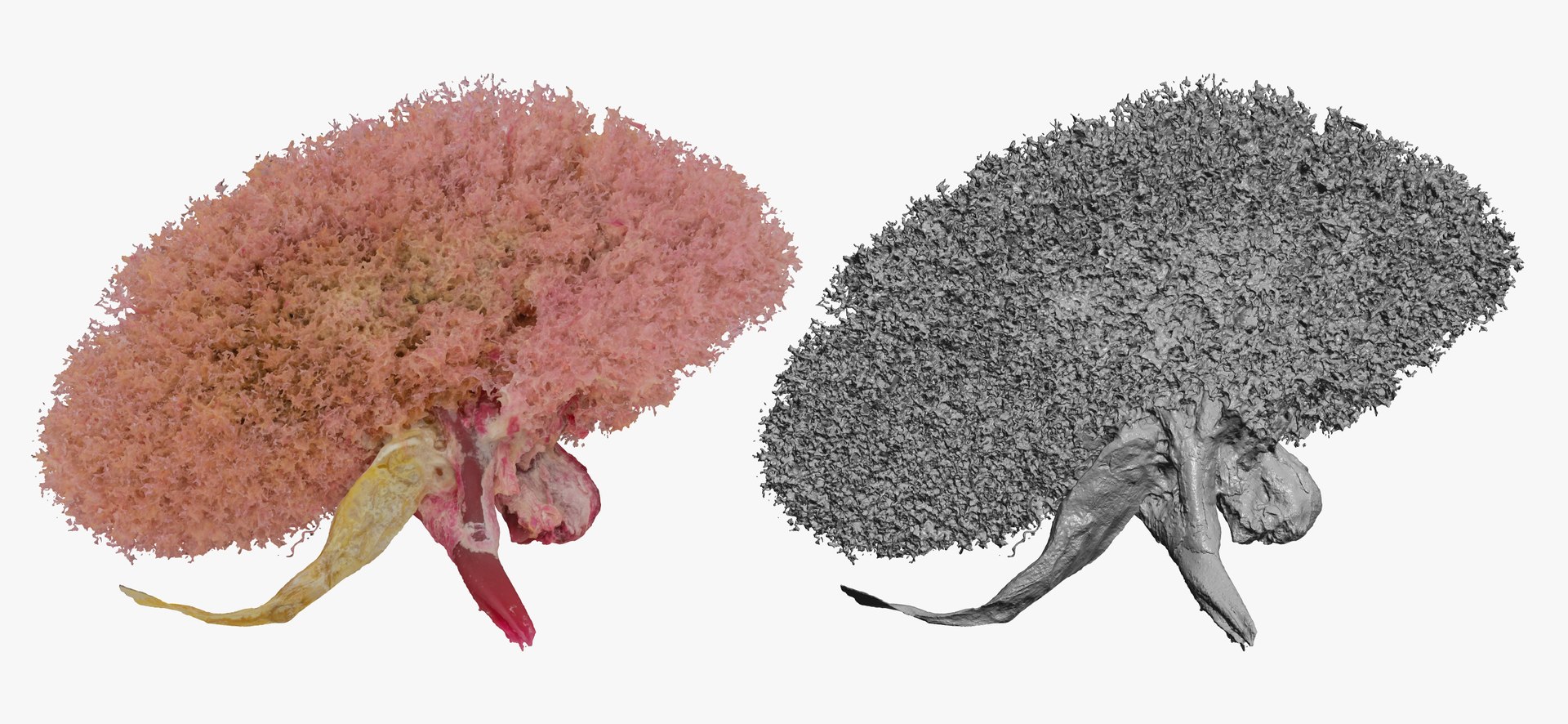 3D Pig Kidney Circulatory System 01 RAW Scan - TurboSquid 1957038