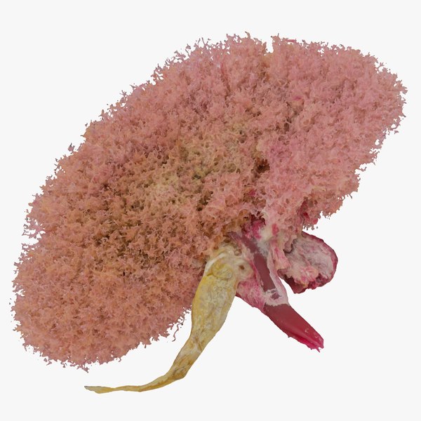 Pig Kidney Circulatory System 01 RAW Scan Modelo 3D - TurboSquid 1957038