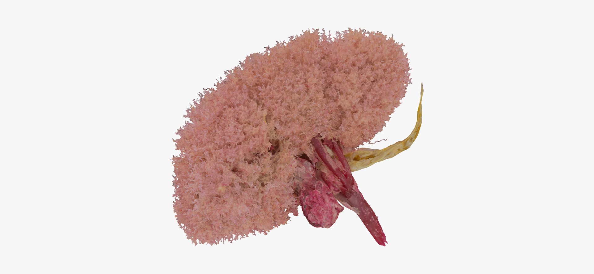 3D Pig Kidney Circulatory System 01 RAW Scan - TurboSquid 1957038