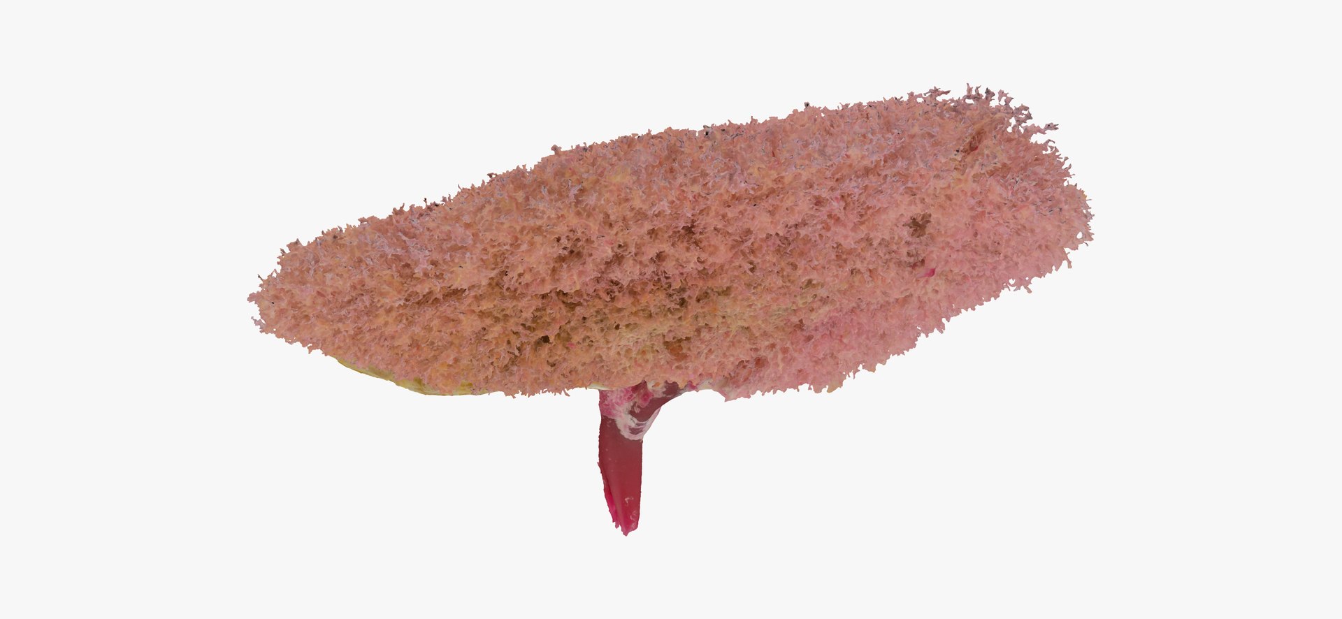 3D Pig Kidney Circulatory System 01 RAW Scan - TurboSquid 1957038