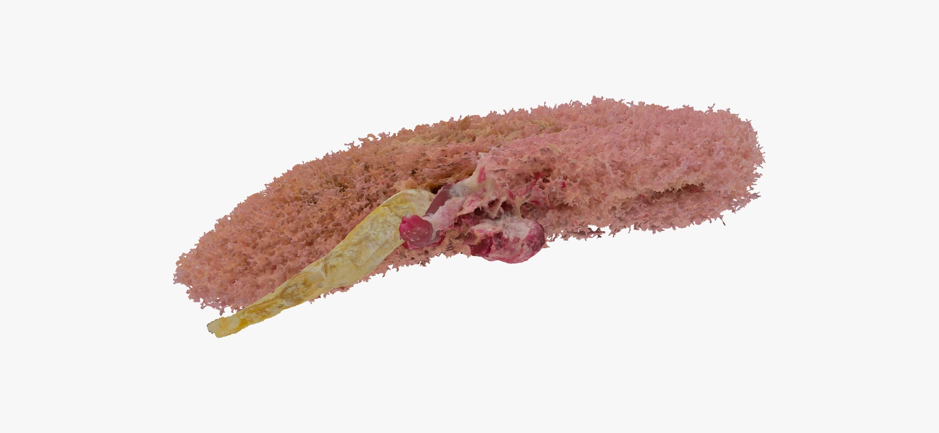 3D Pig Kidney Circulatory System 01 RAW Scan - TurboSquid 1957038