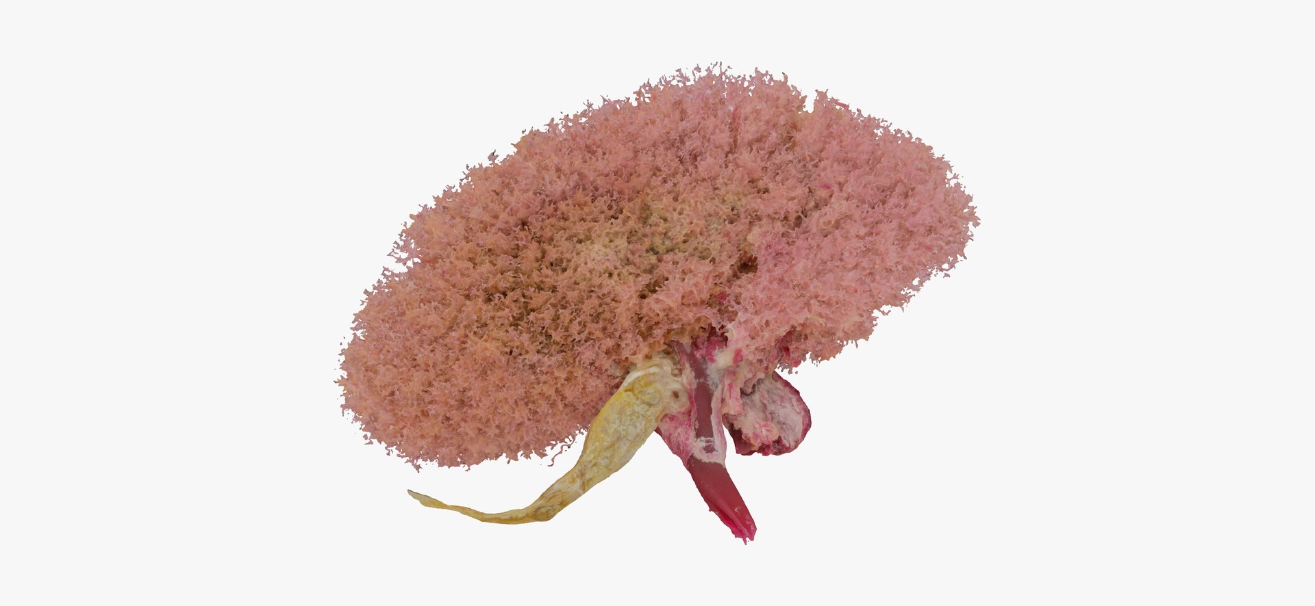 3D Pig Kidney Circulatory System 01 RAW Scan - TurboSquid 1957038