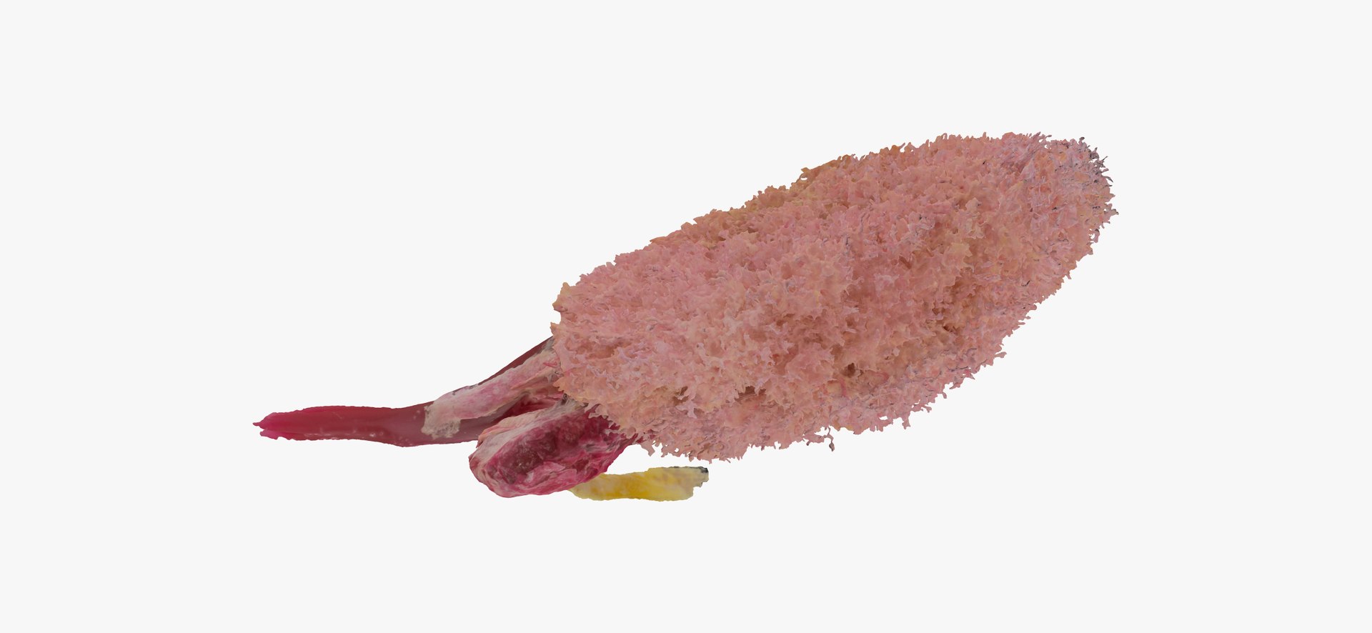 3D Pig Kidney Circulatory System 01 RAW Scan - TurboSquid 1957038