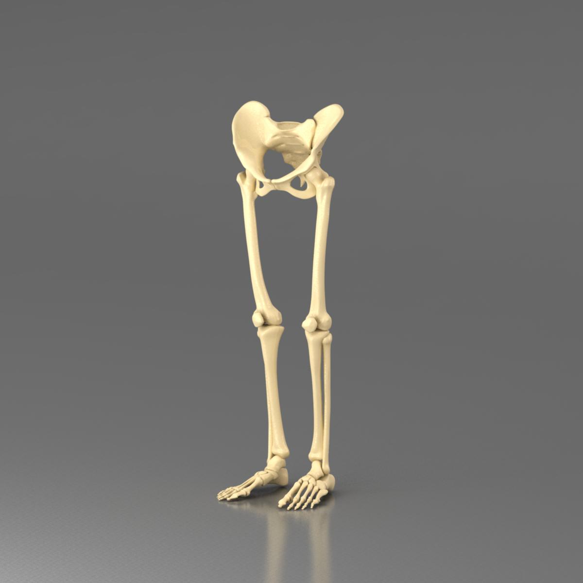 obj human skeleton