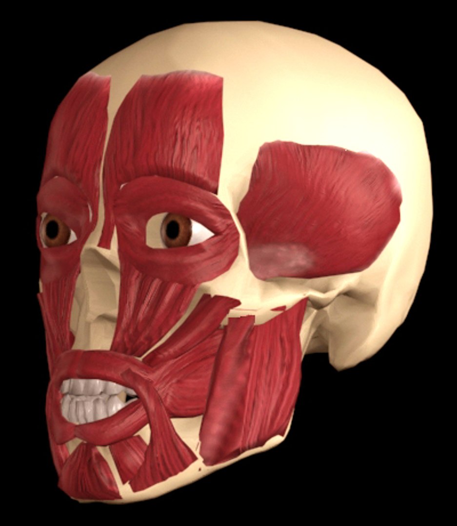 Male Anatomy 3d Model