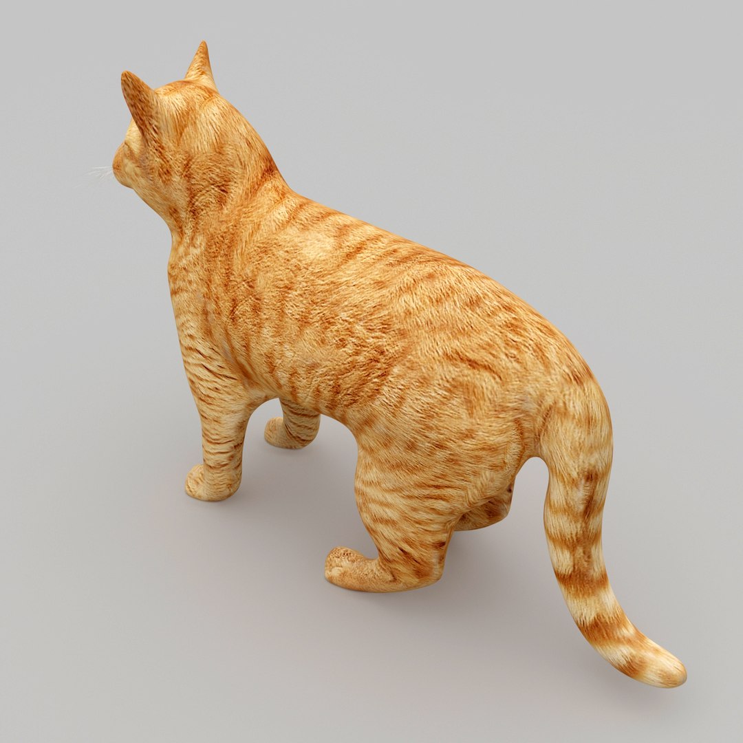 Cat 3d Model
