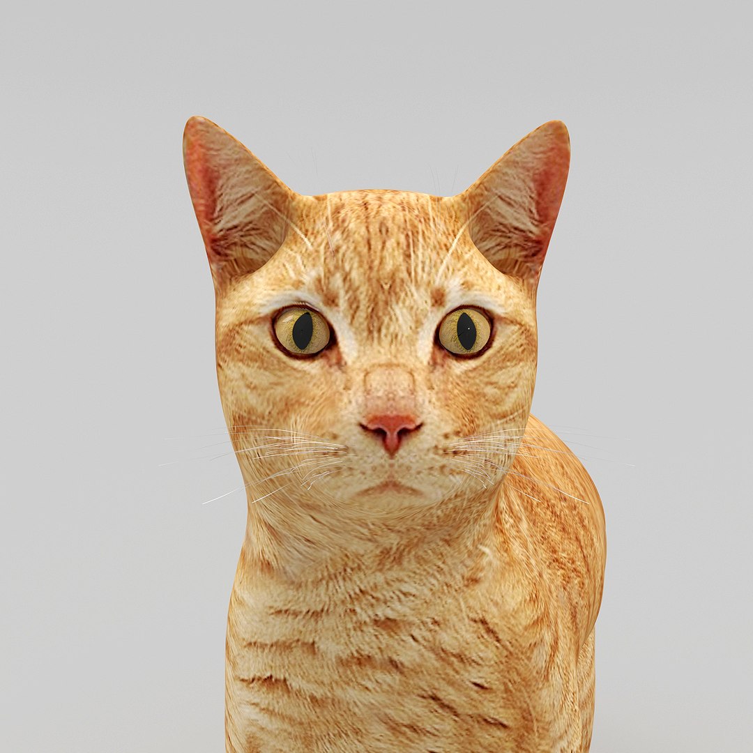 Cat 3d Model