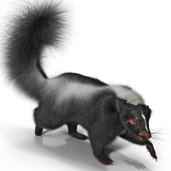3ds max skunk pose 2 fur