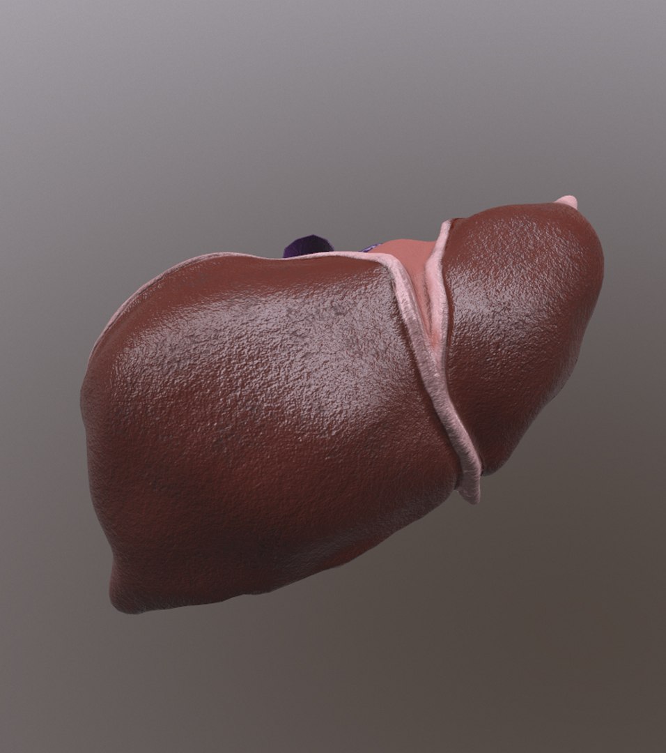 Human Liver Model - TurboSquid 1529587