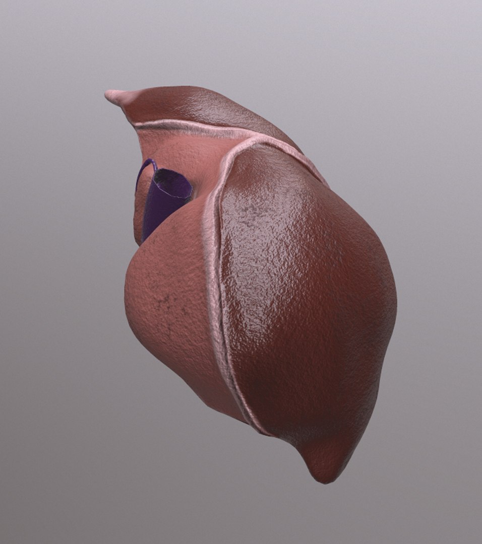 Human Liver Model - TurboSquid 1529587
