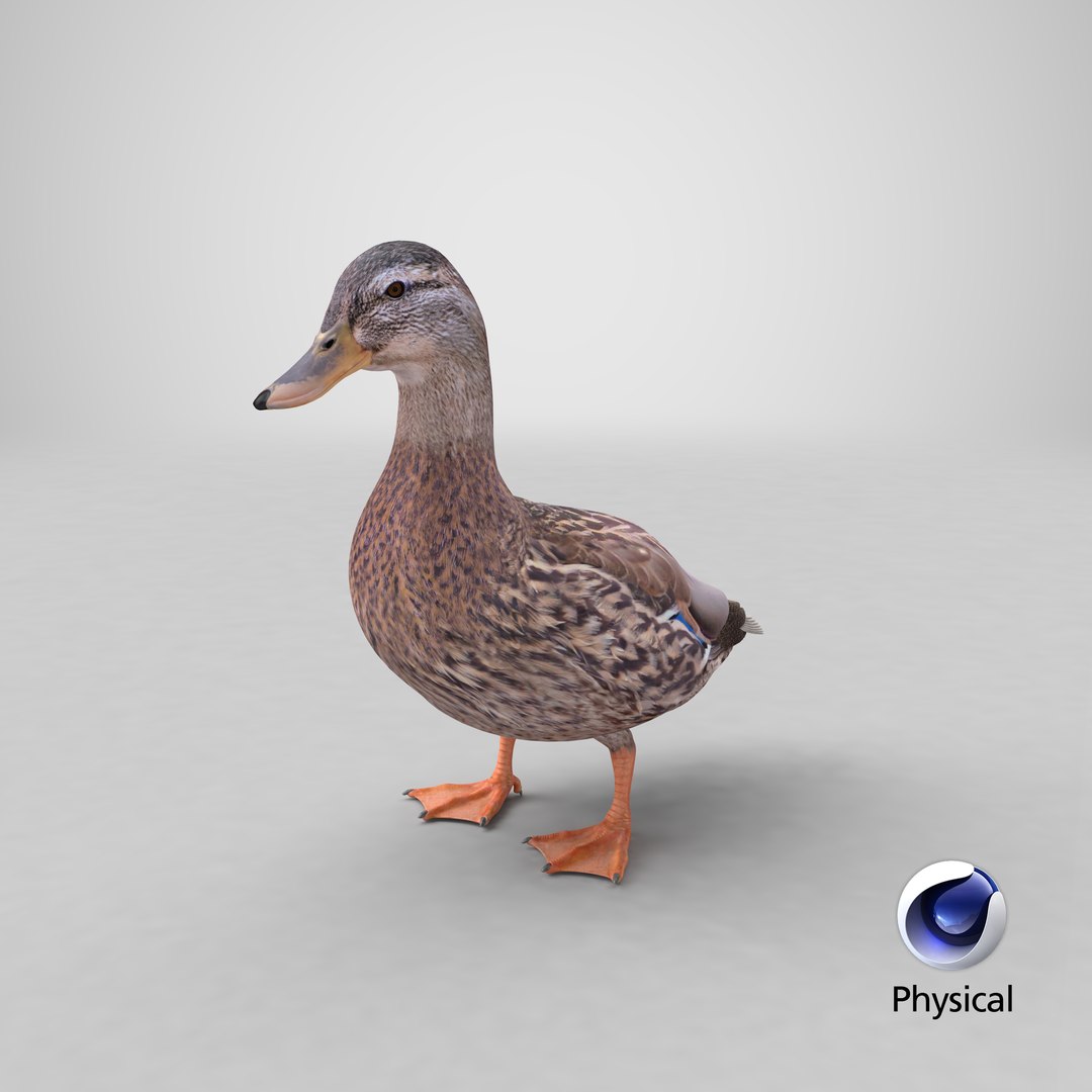 3D Mallard Duck Female Model - TurboSquid 1791777