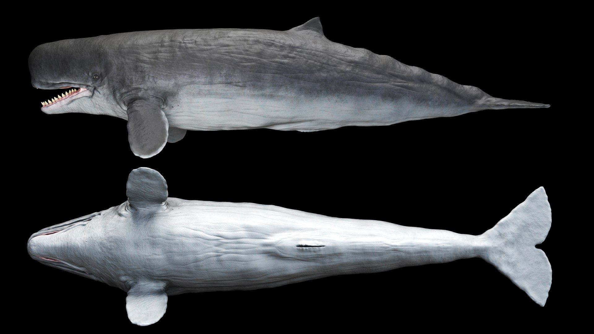 3D Model Livyatan Melvillei Moby Dick Whale Rigged - TurboSquid 2394990