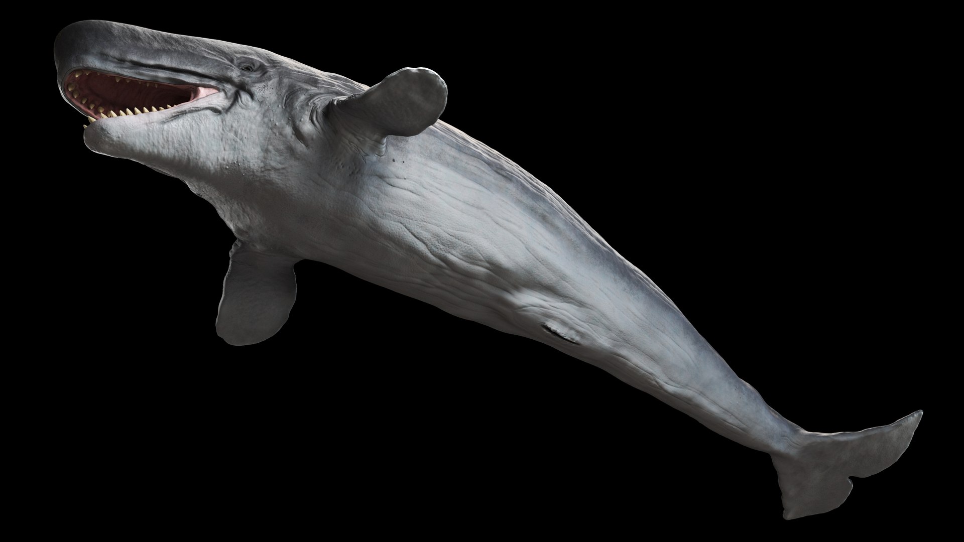 3D Model Livyatan Melvillei Moby Dick Whale Rigged - TurboSquid 2394990