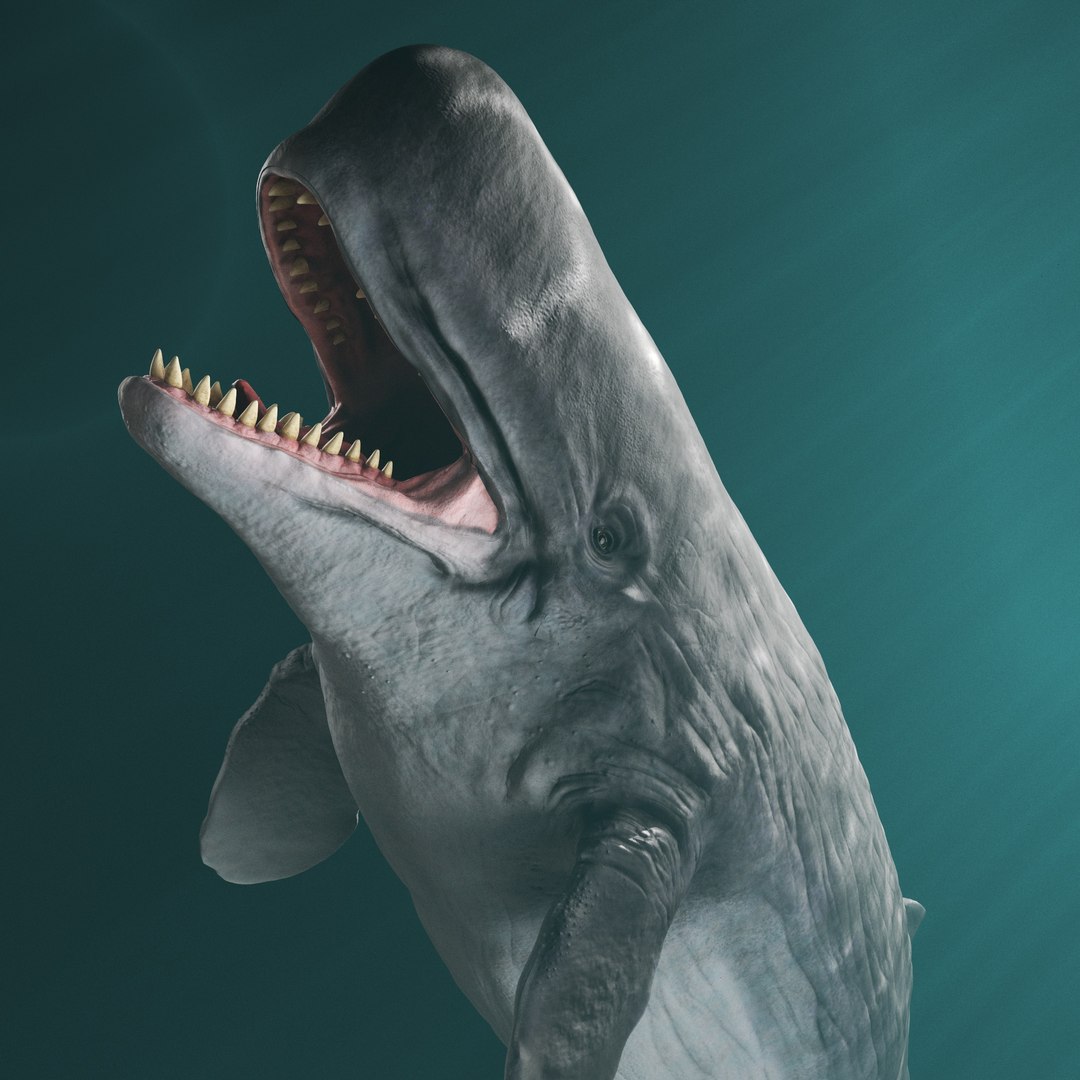 3D Model Livyatan Melvillei Moby Dick Whale Rigged - TurboSquid 2394990