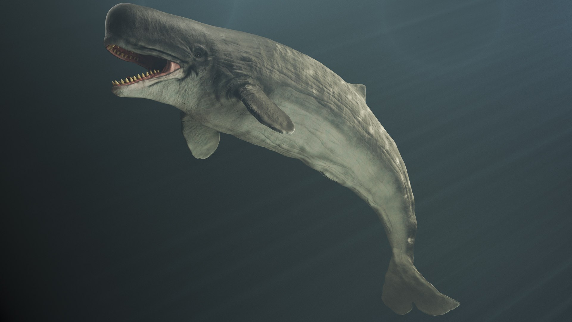 3D Model Livyatan Melvillei Moby Dick Whale Rigged - TurboSquid 2394990
