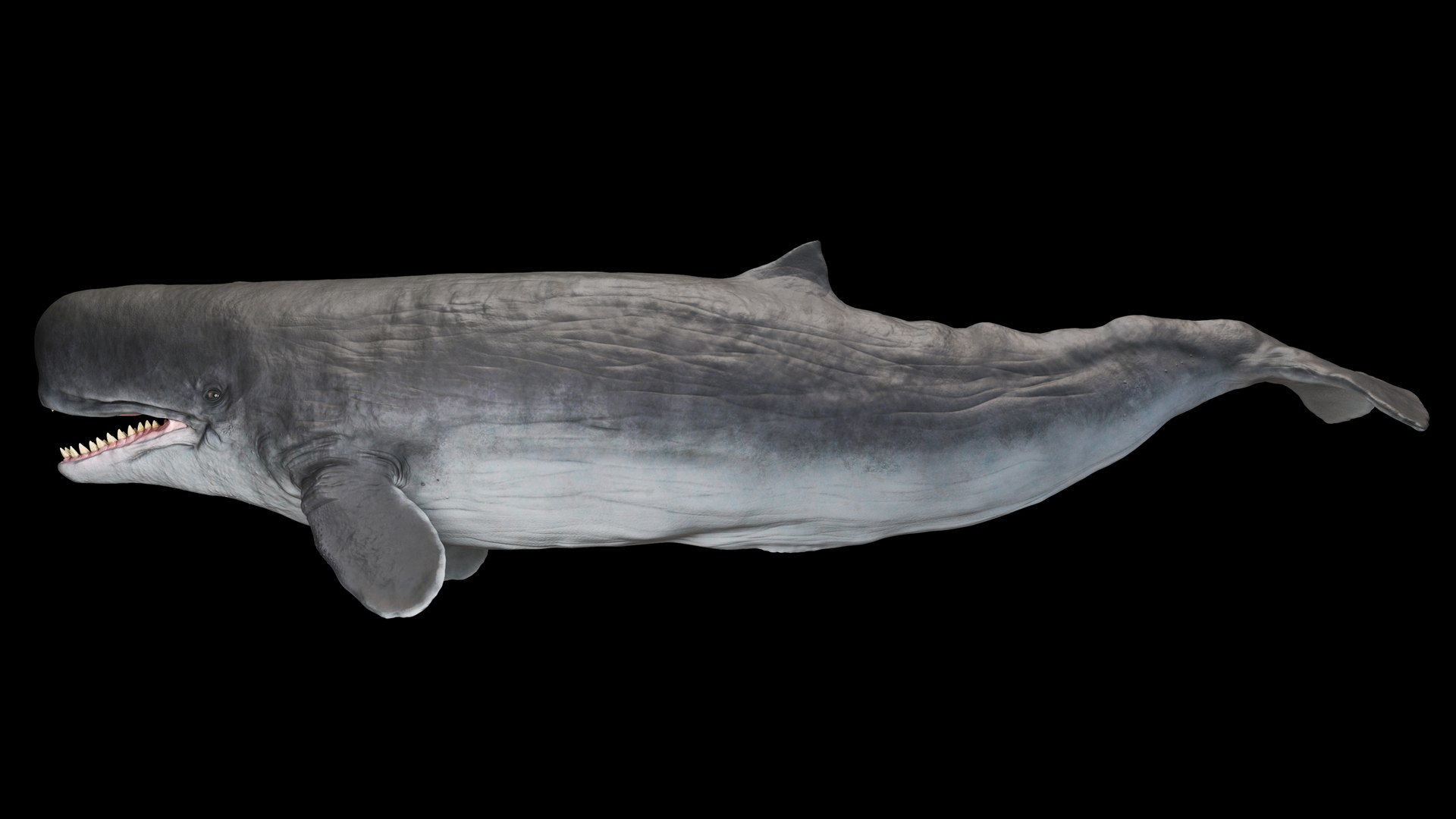 3D Model Livyatan Melvillei Moby Dick Whale Rigged - TurboSquid 2394990