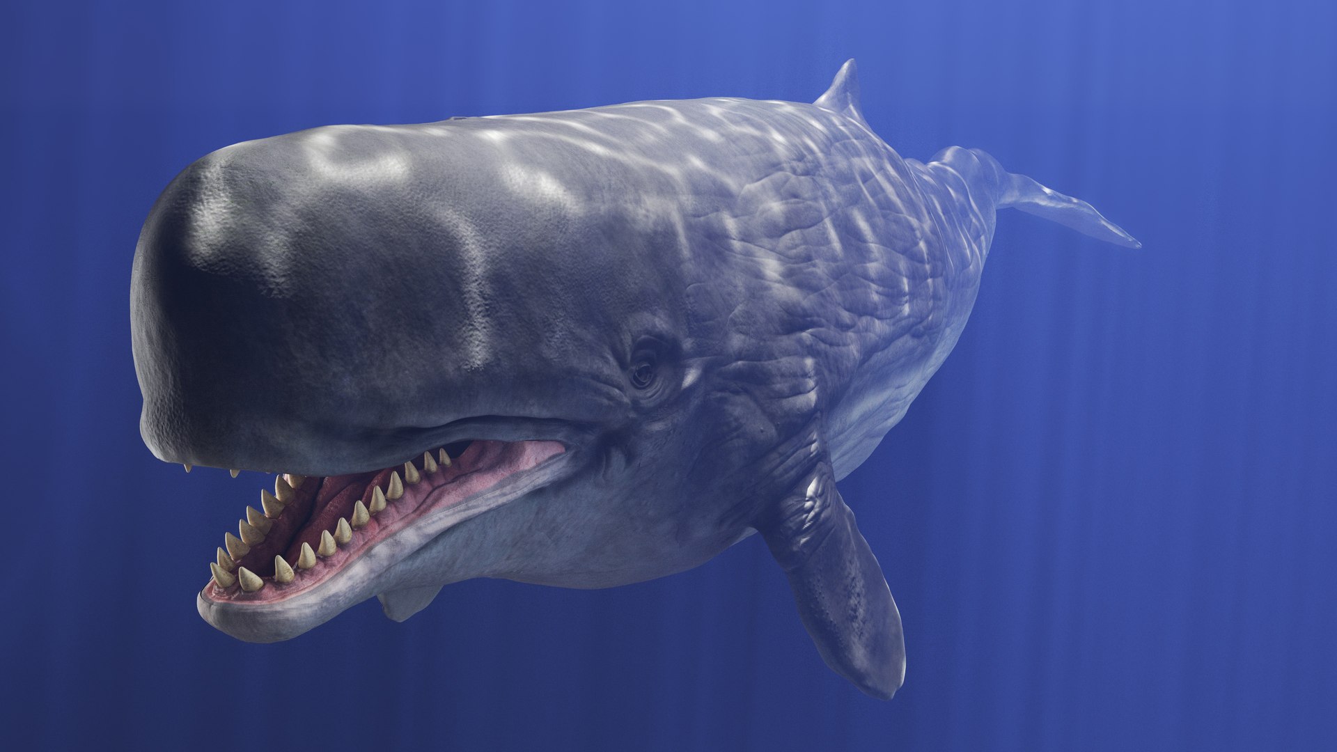 3D Model Livyatan Melvillei Moby Dick Whale Rigged - TurboSquid 2394990