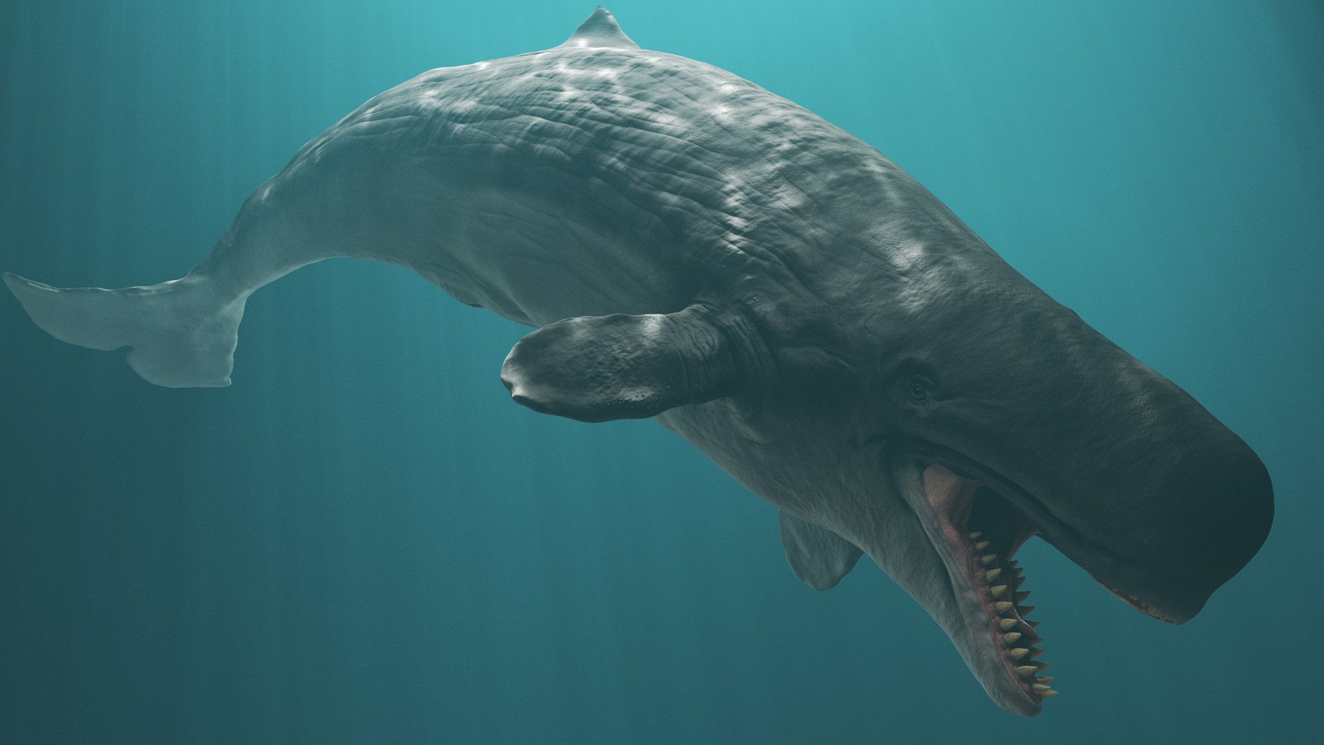 3D Model Livyatan Melvillei Moby Dick Whale Rigged - TurboSquid 2394990