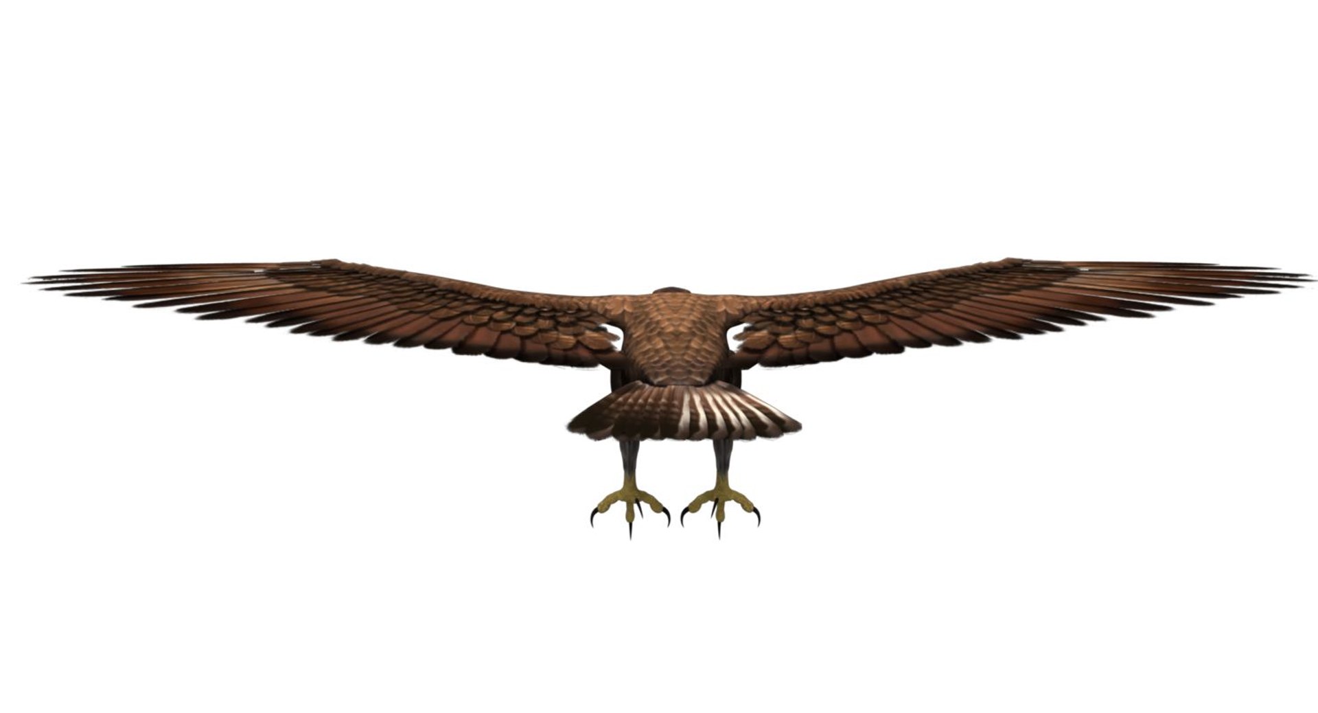 3D Model Eagle Rigged - TurboSquid 1443150