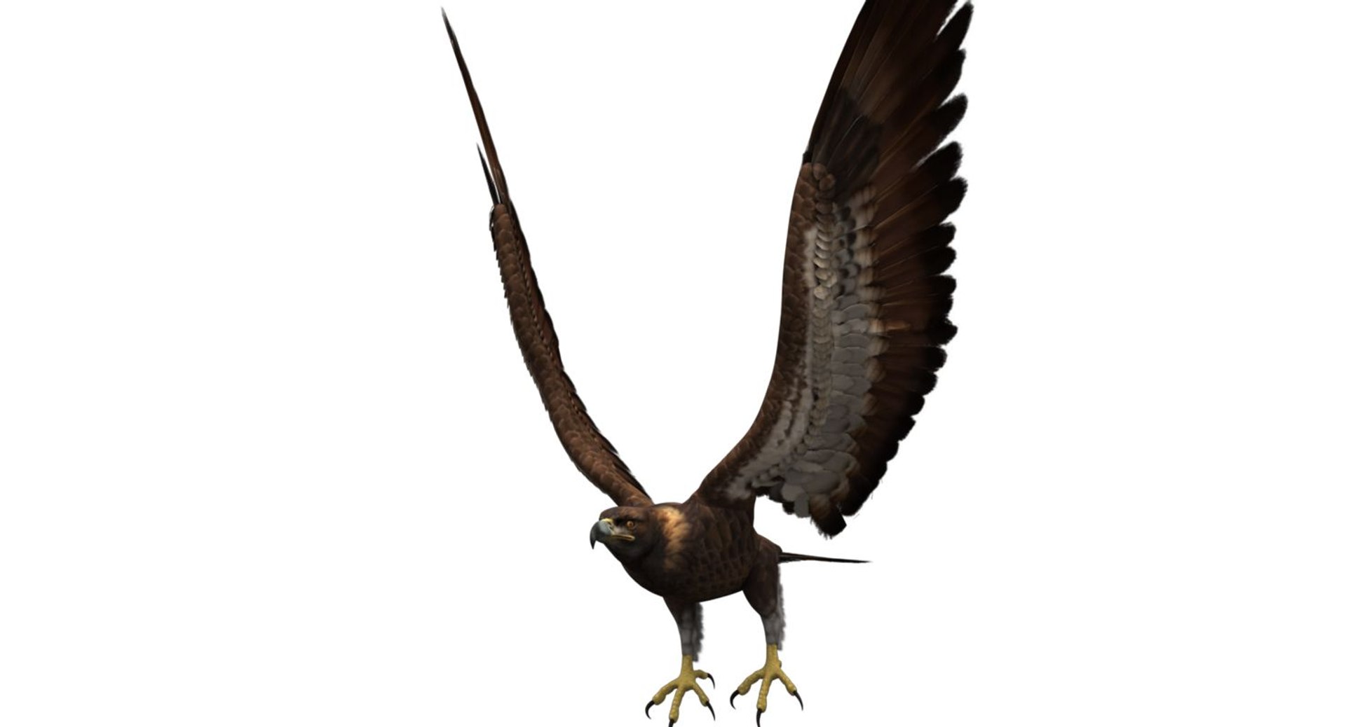 3D Model Eagle Rigged - TurboSquid 1443150