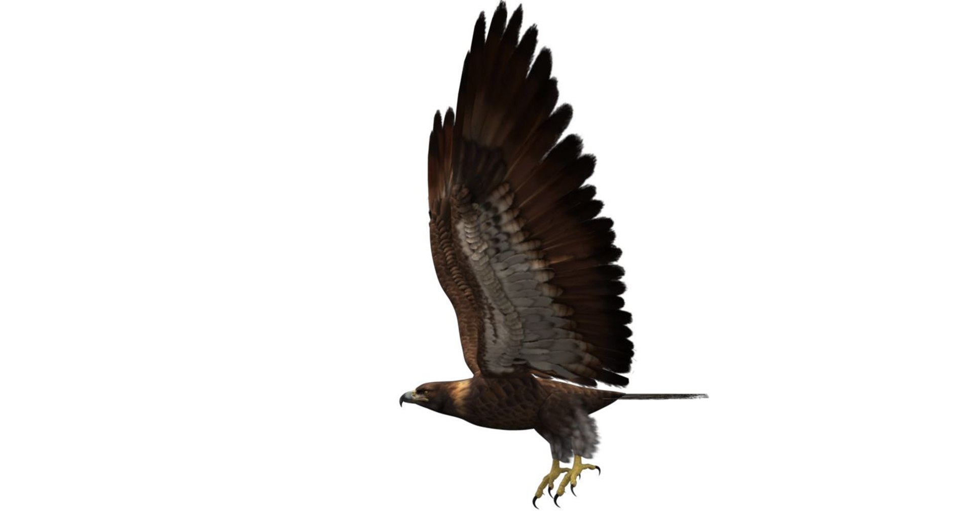 3D Model Eagle Rigged - TurboSquid 1443150