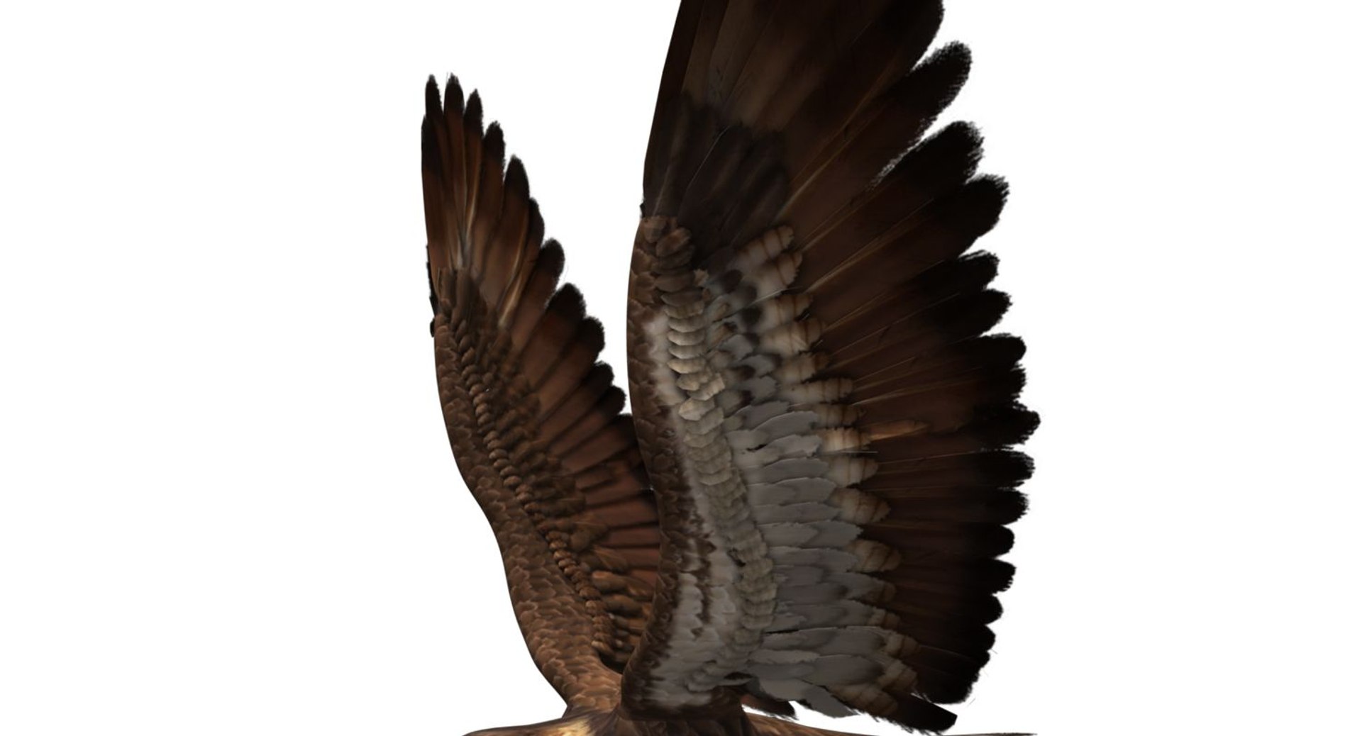 3D Model Eagle Rigged - TurboSquid 1443150