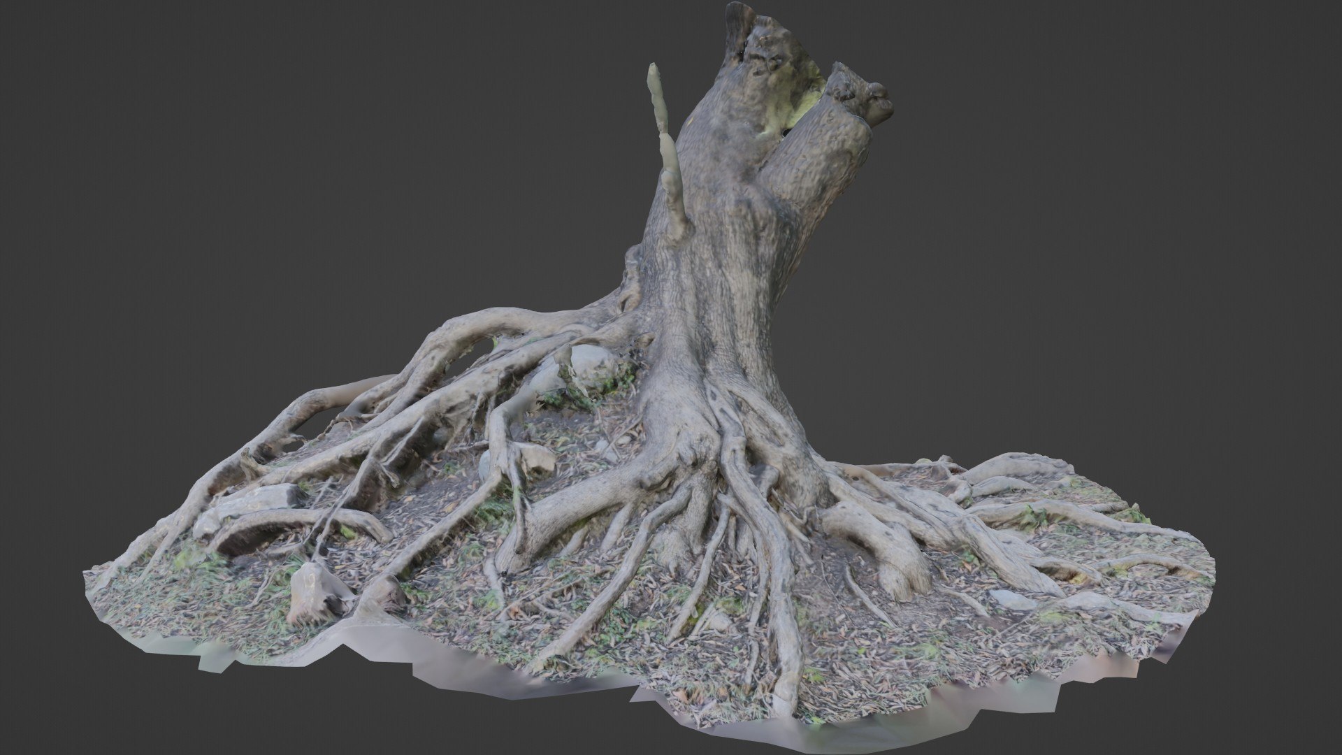 Uprooted Tree 3D - TurboSquid 2329429