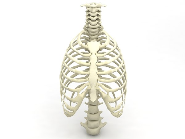 Rib Cage STL Models for Download | TurboSquid