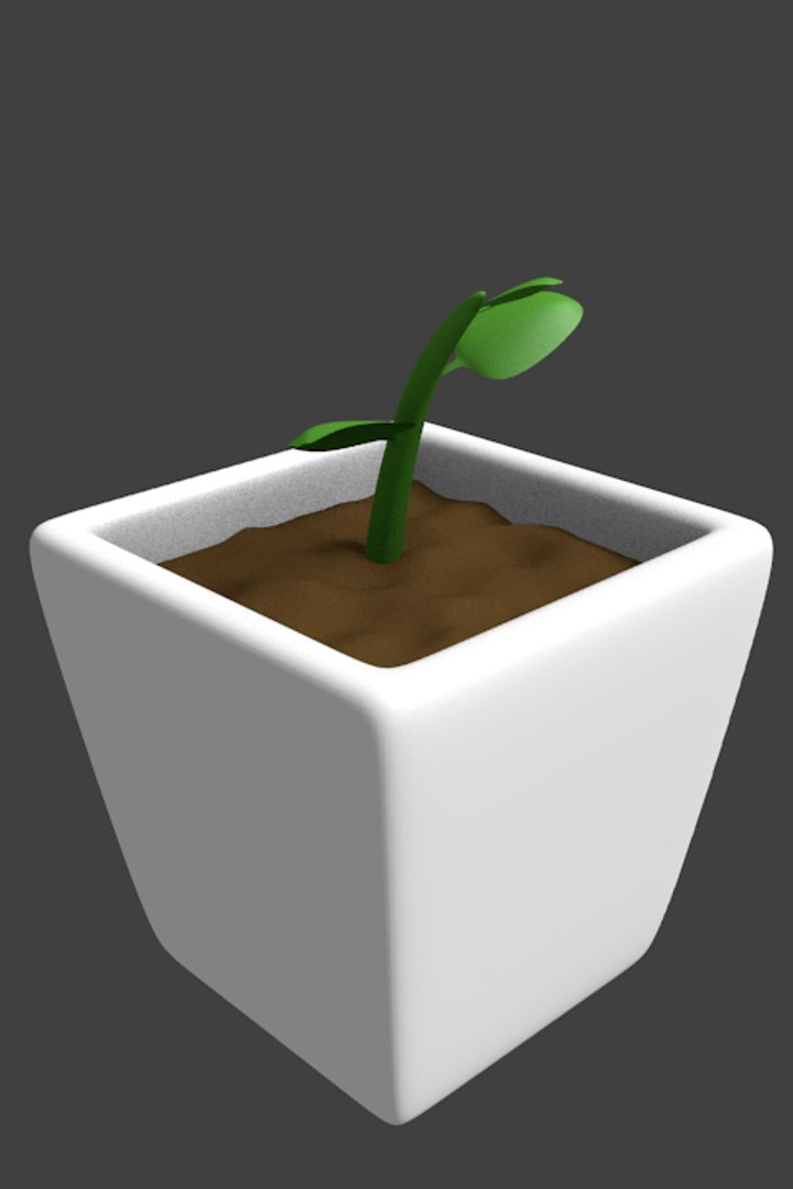 maya plant pot sapling