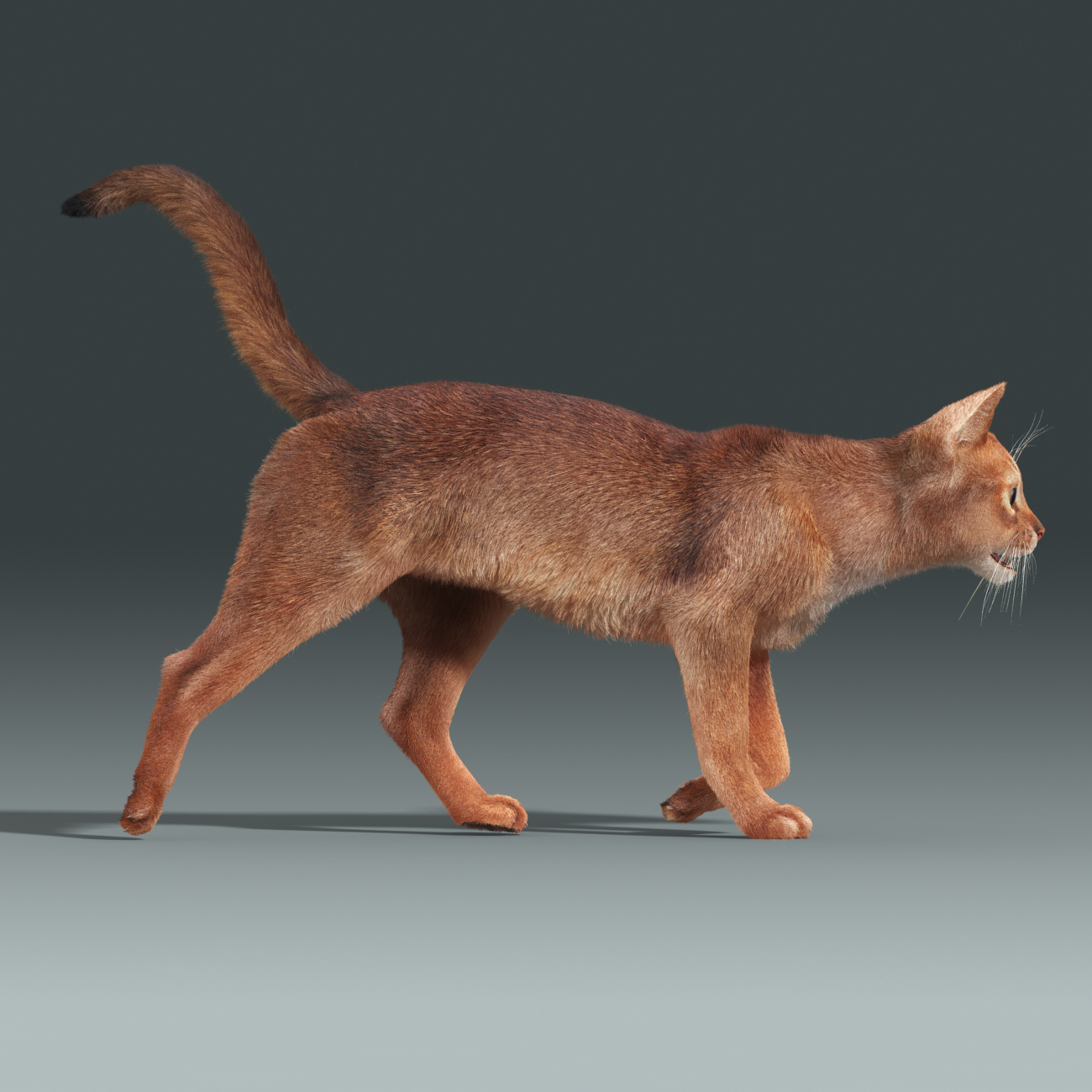 abyssinian cat fur 3d max